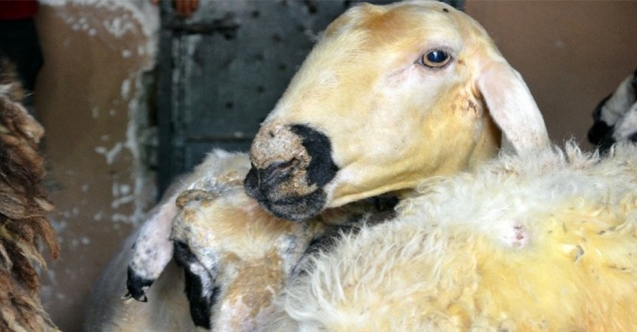 2020’DE CANLI HAYVAN FİYATLARI ARTTI - Pervasız Gazetesi Akşehir